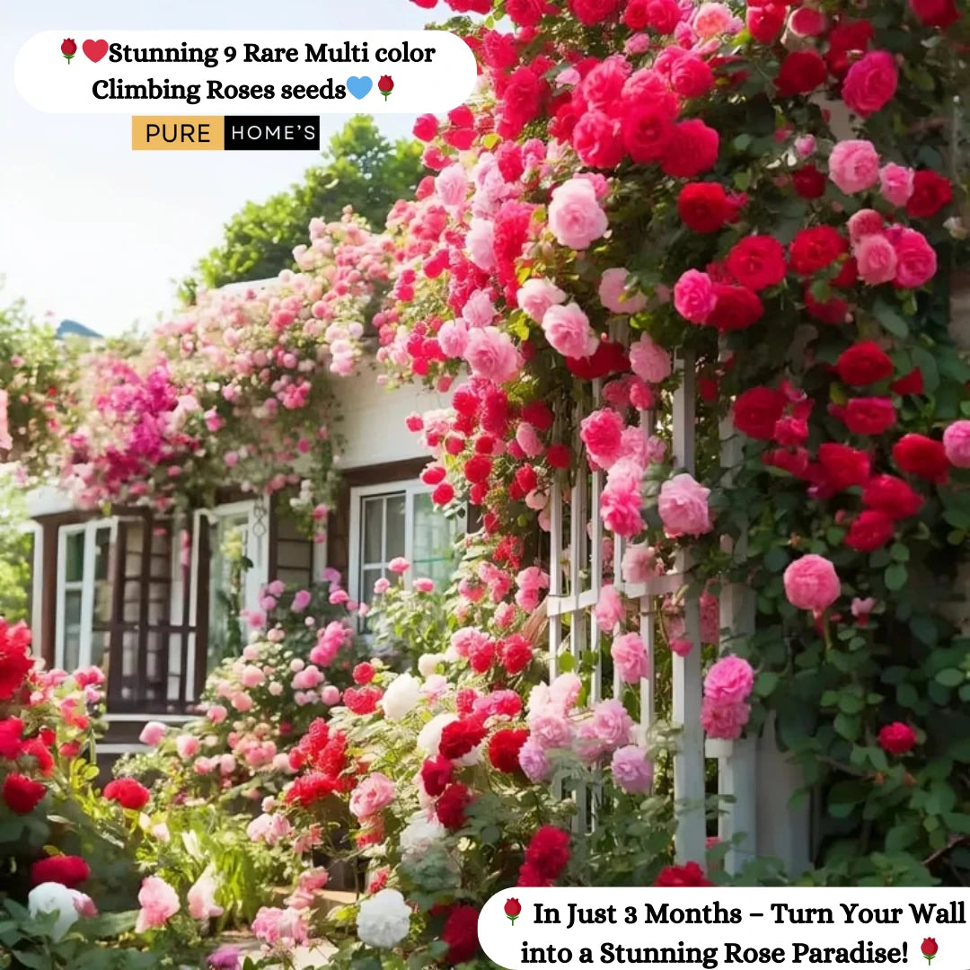 🌹 Elegant Climbing Rose Flower Seeds- 9 Rare and Breathtaking Colors S ...