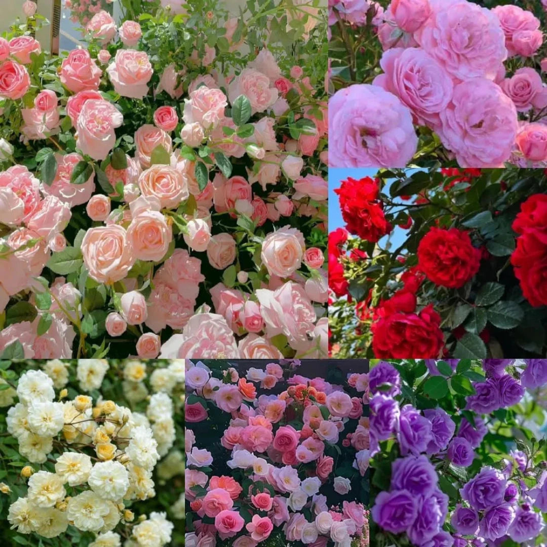 🌹 Elegant Climbing Rose Flower Seeds- 9 Rare and Breathtaking Colors S ...